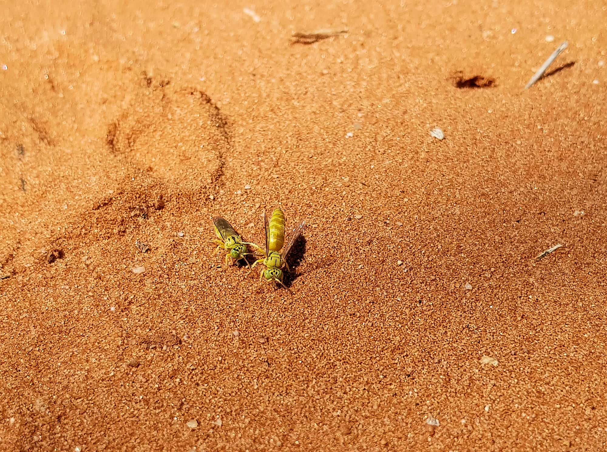 Bembicinae – Ausemade