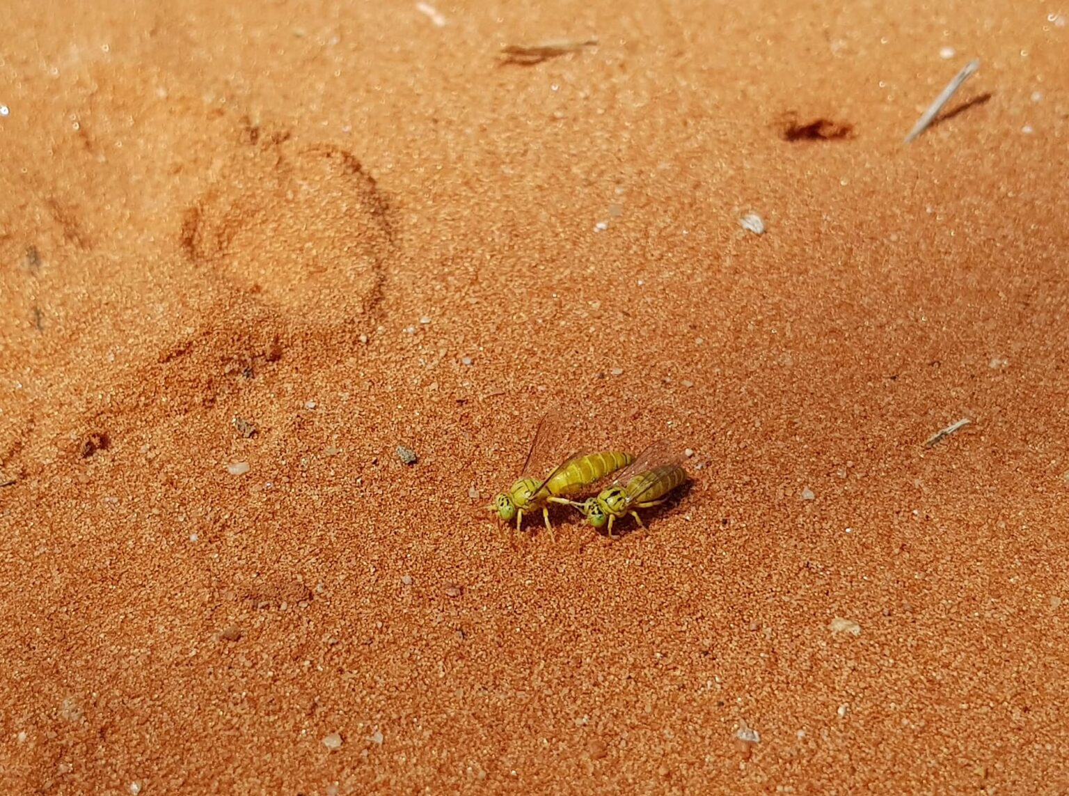 Bembicinae – Ausemade