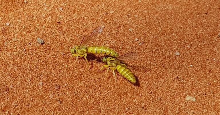 Bembicinae – Ausemade