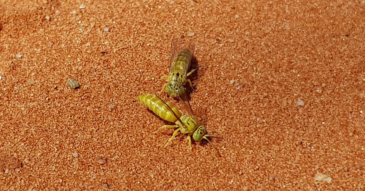 Bembicinae – Ausemade