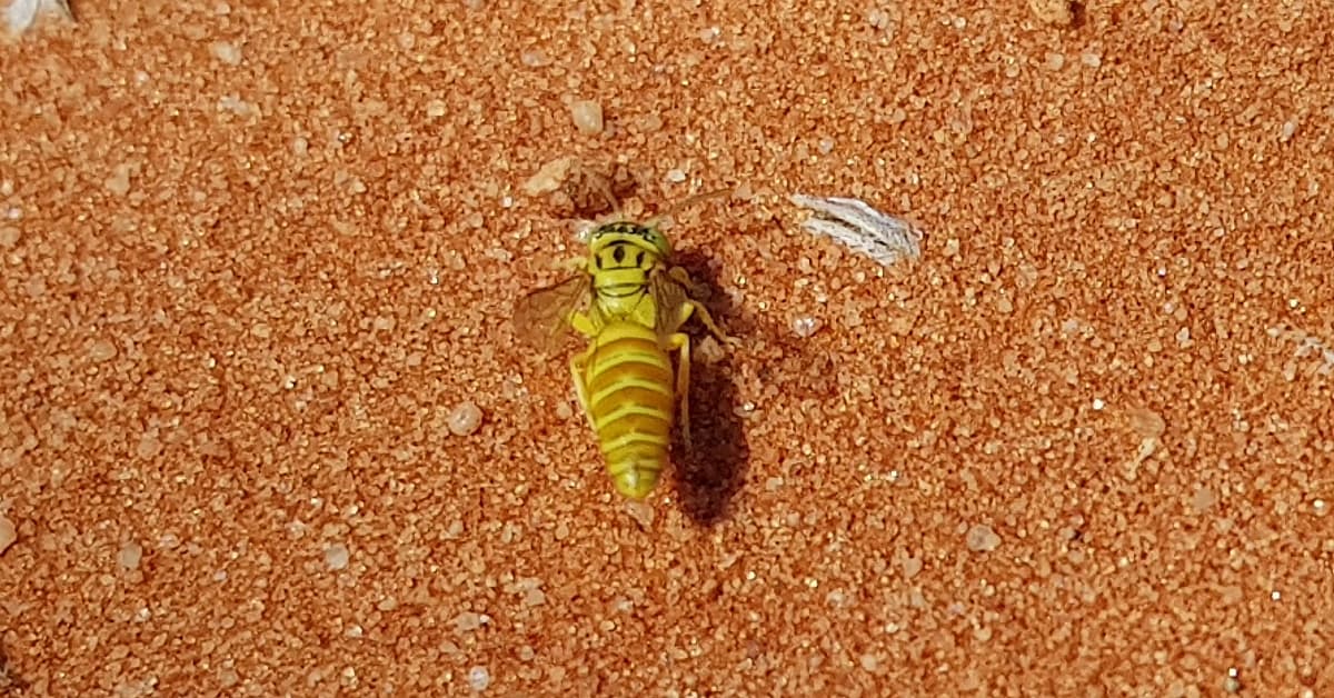 Bembicinae – Ausemade