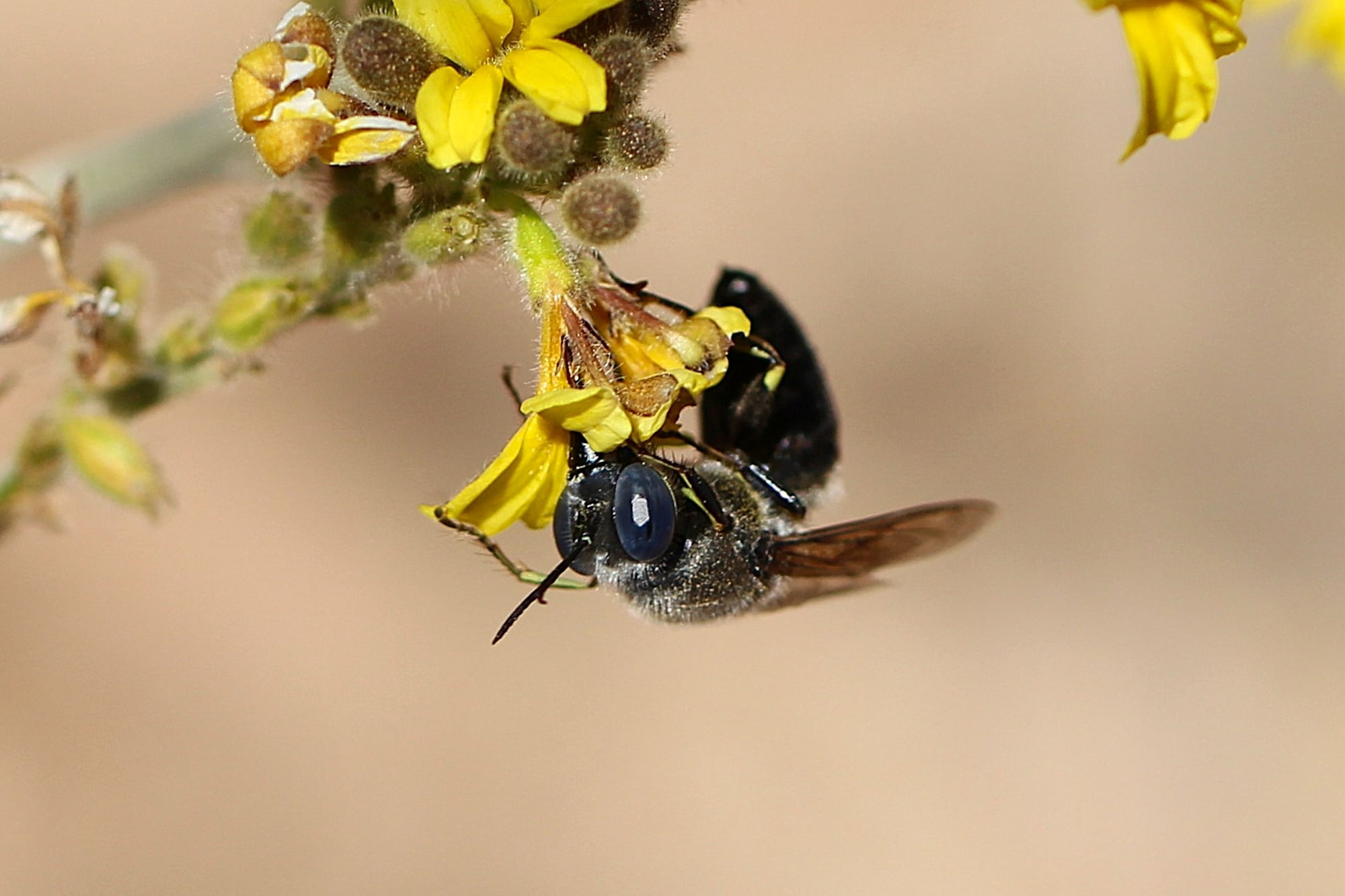 Bembix YY 5000 and Bembix XY 5000 – Ausemade