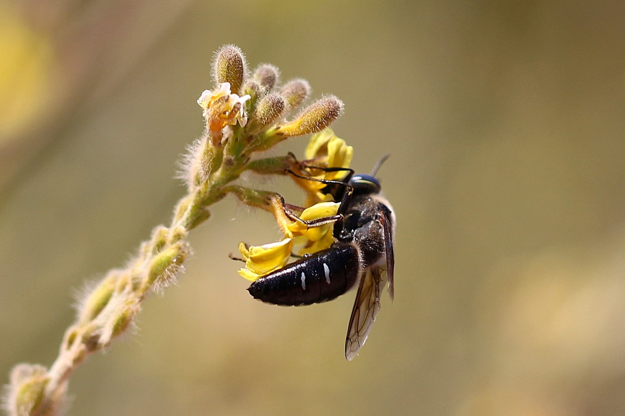 Bembix – Image Index – Ausemade