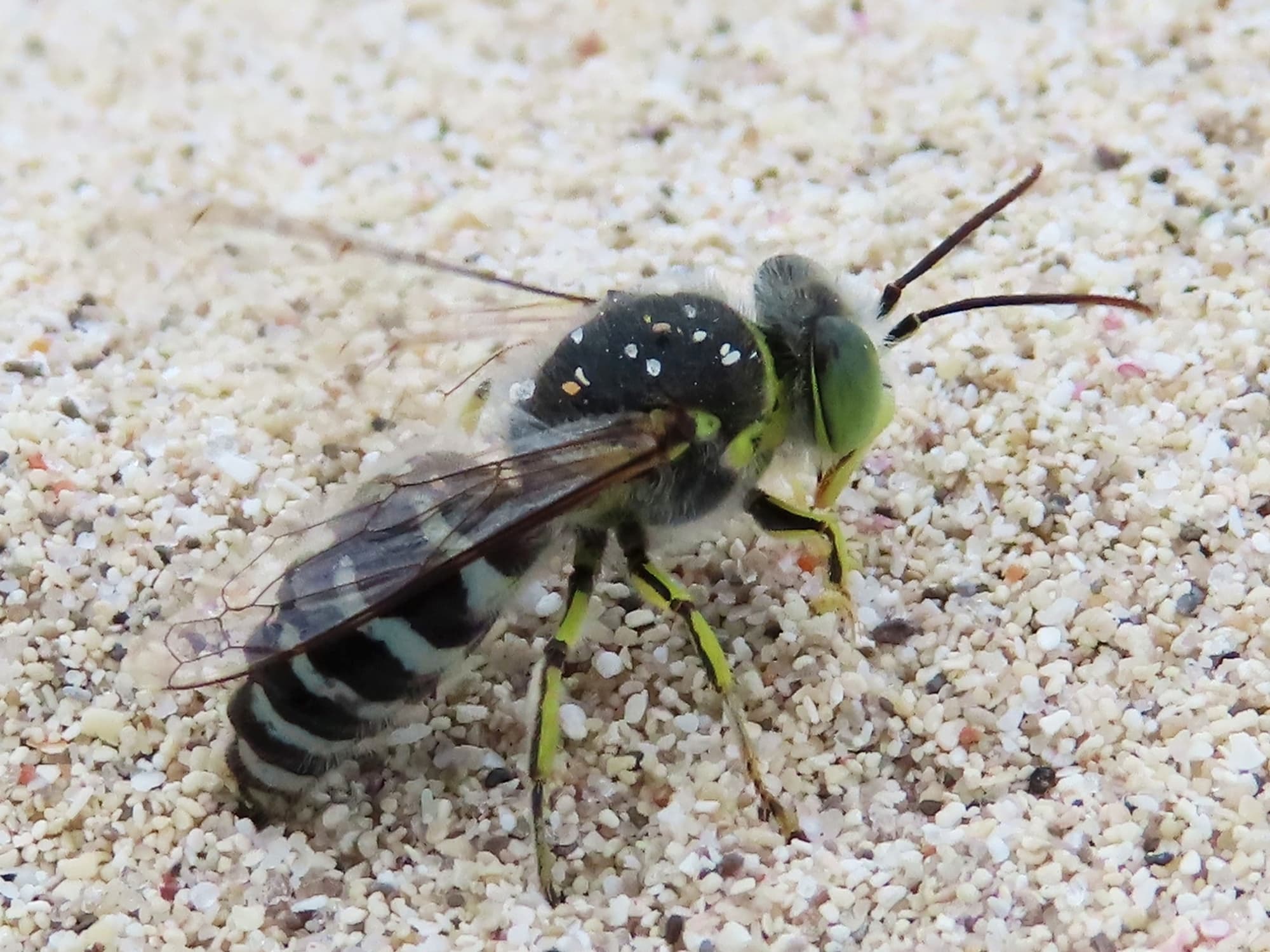 Bembix – Image Index – Ausemade