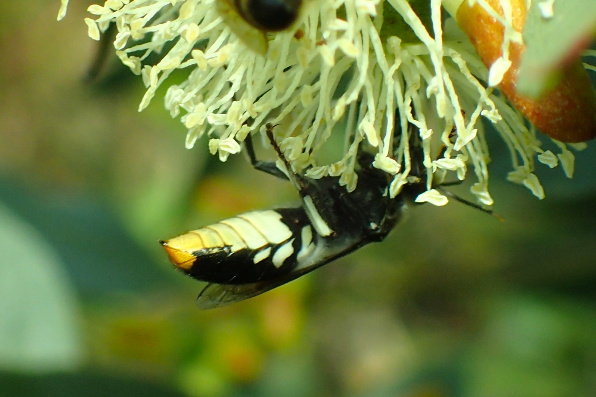 Bembix vespiformis – Ausemade