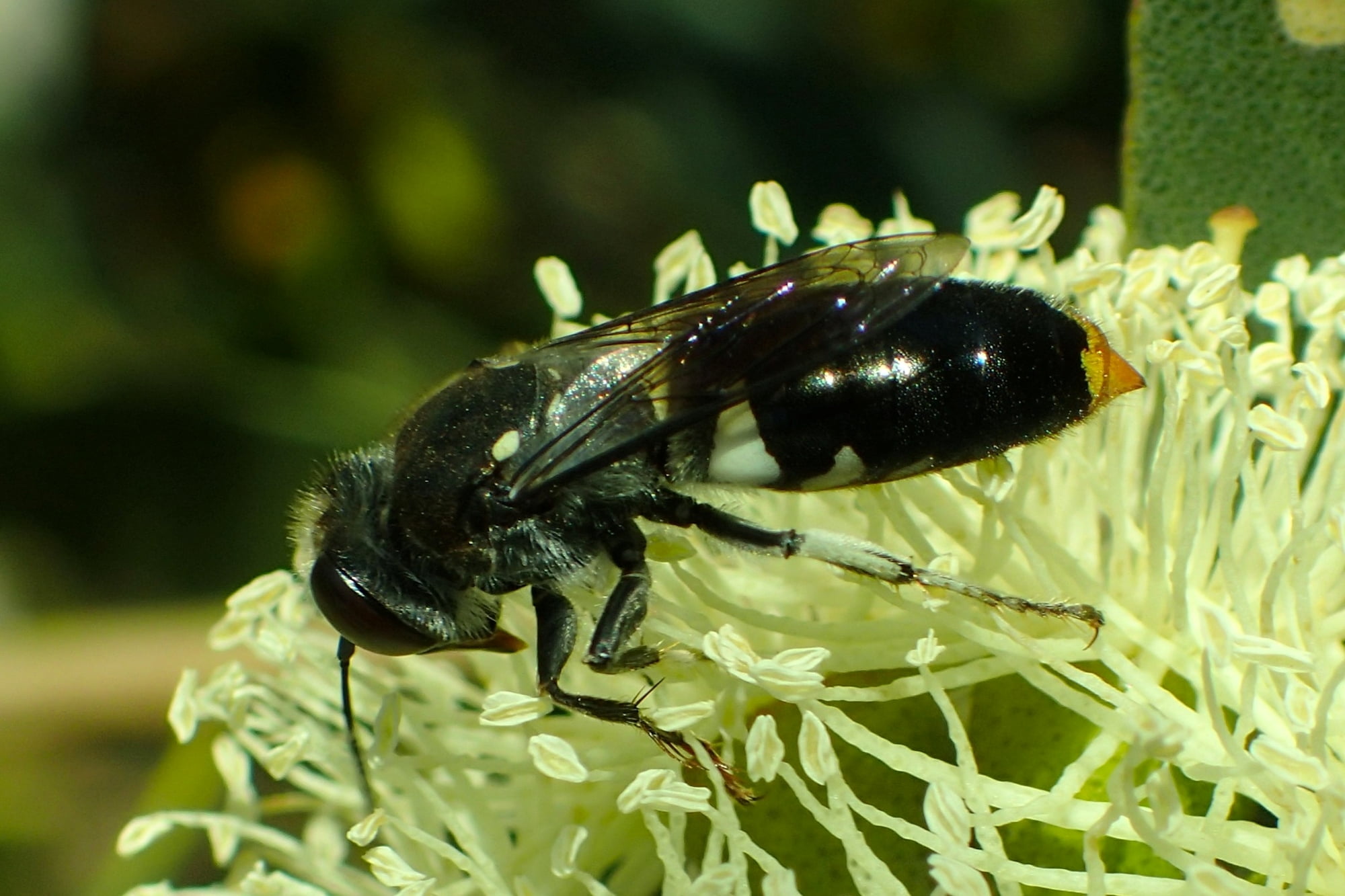 Bembix vespiformis – Ausemade