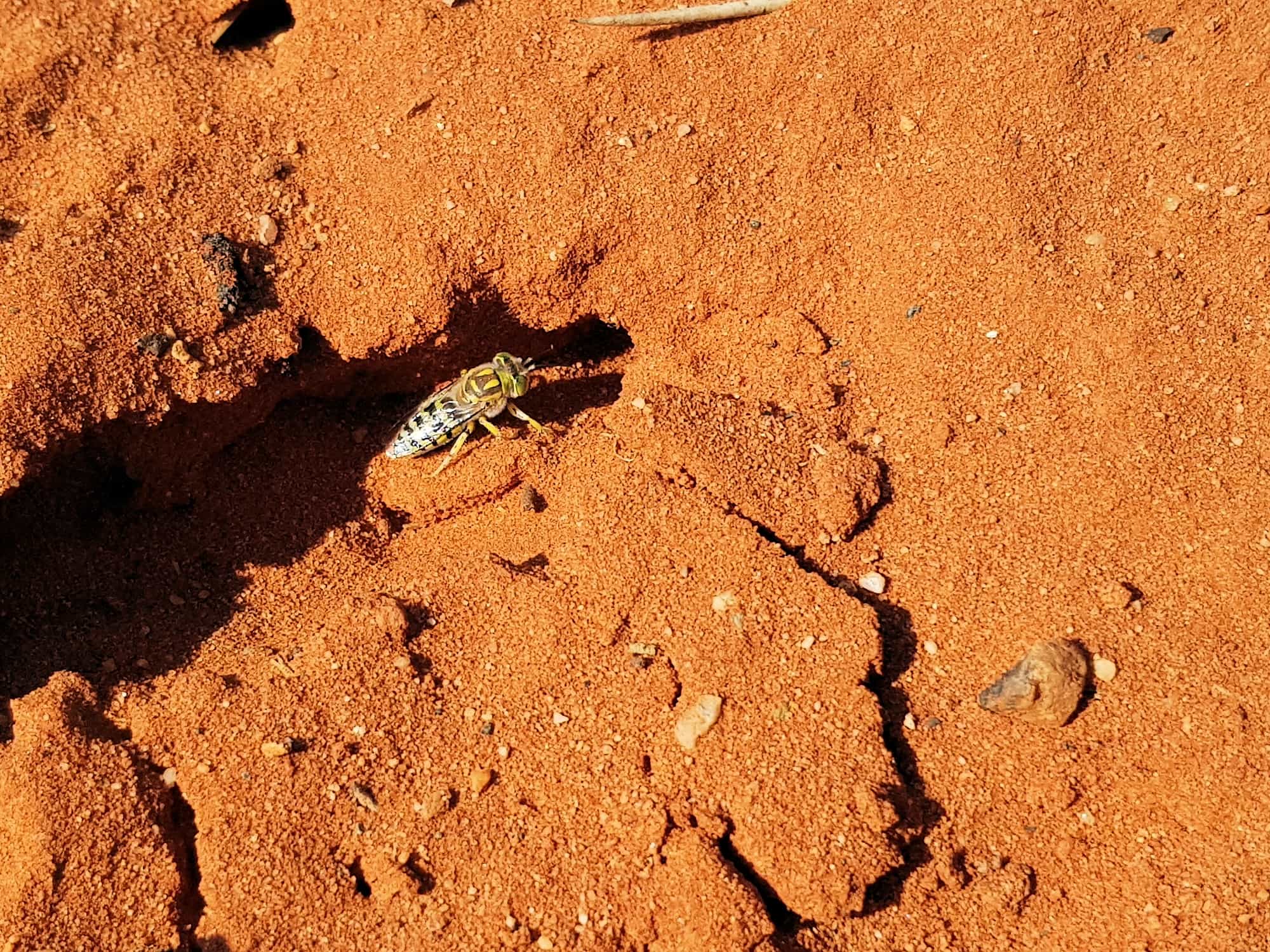 Bembix – Image Index – Ausemade