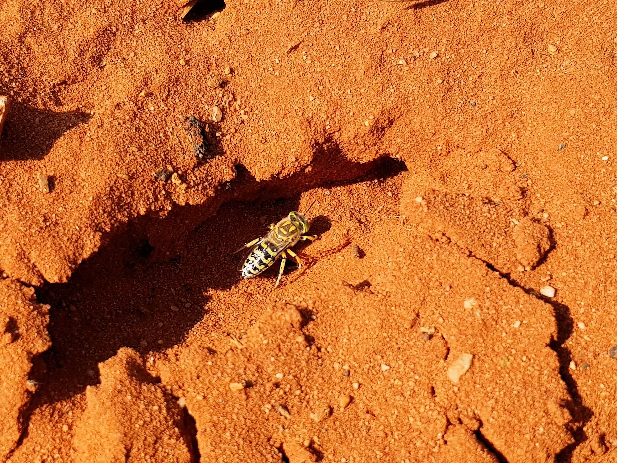 Bembix – Image Index – Ausemade