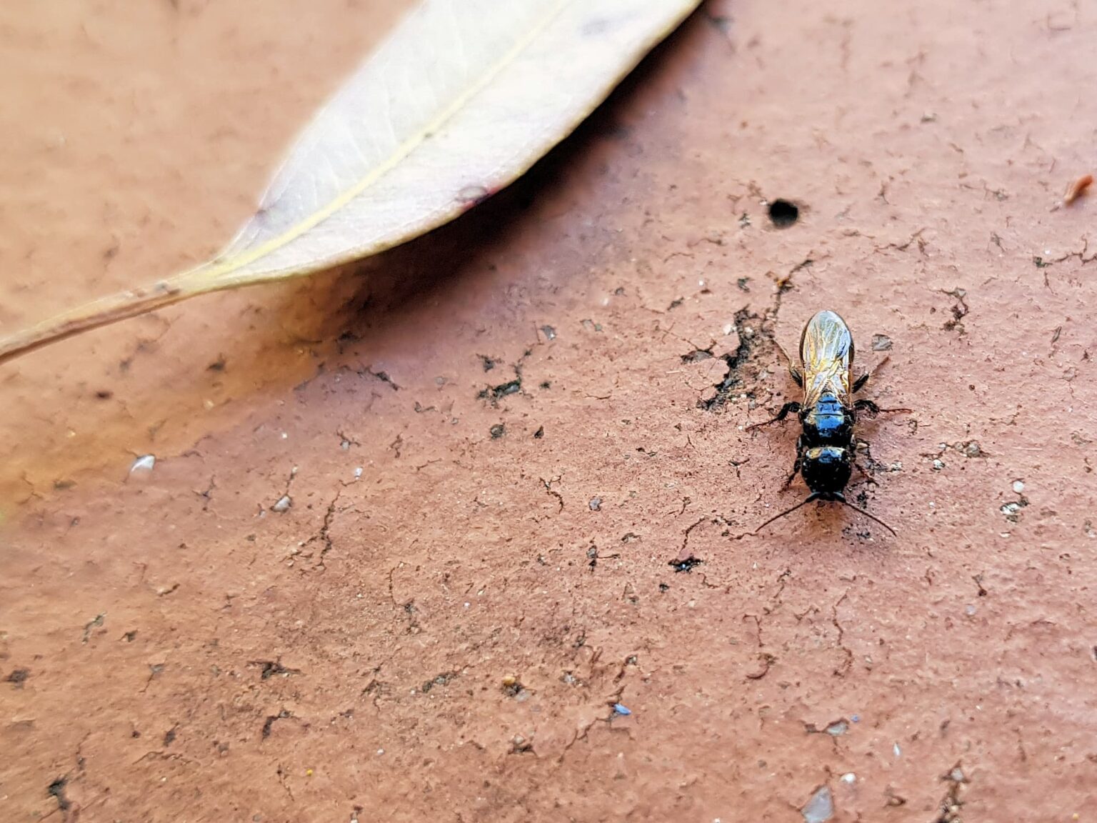 Bethylidae – Ausemade