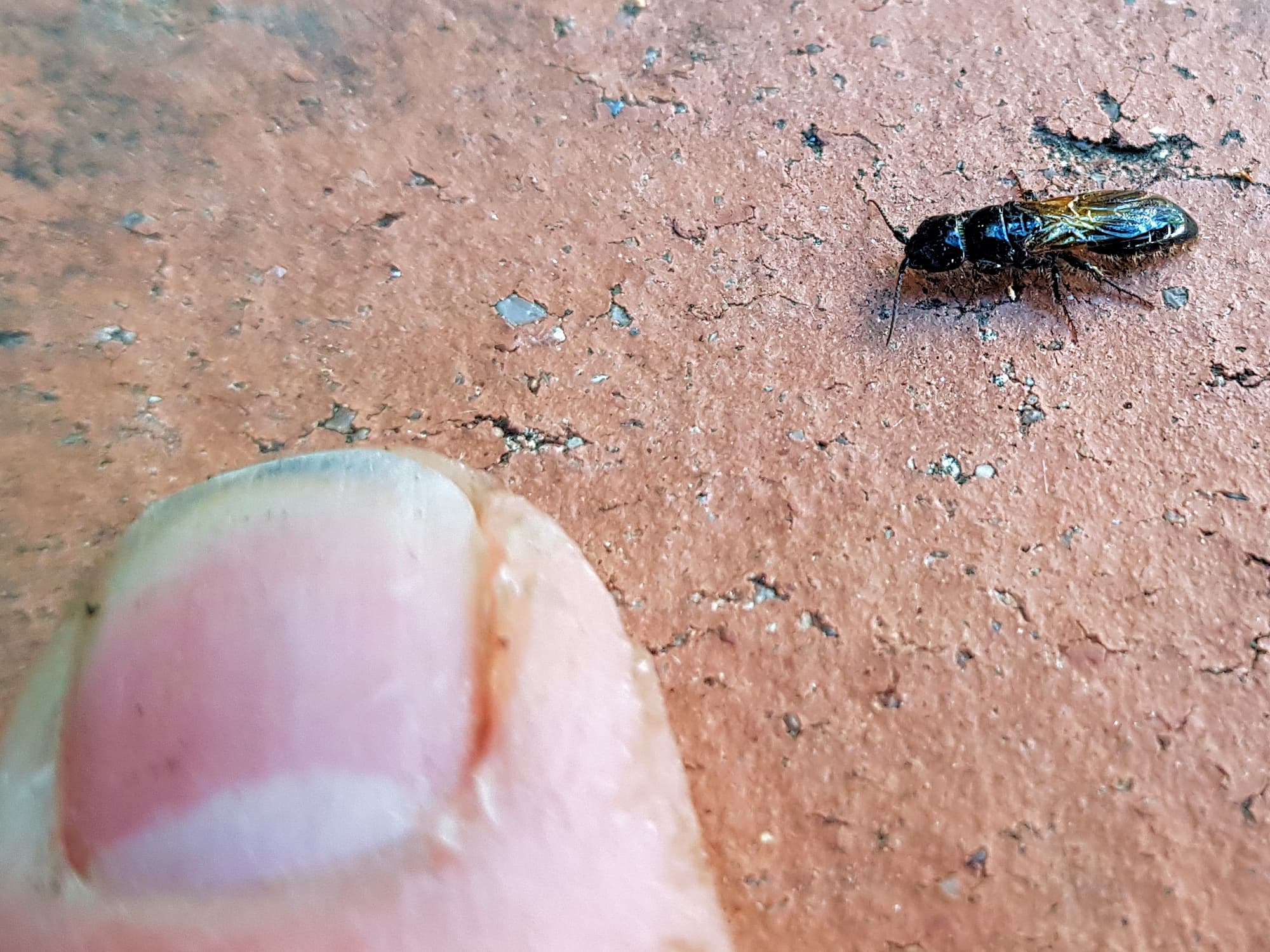 Bethylidae – Ausemade