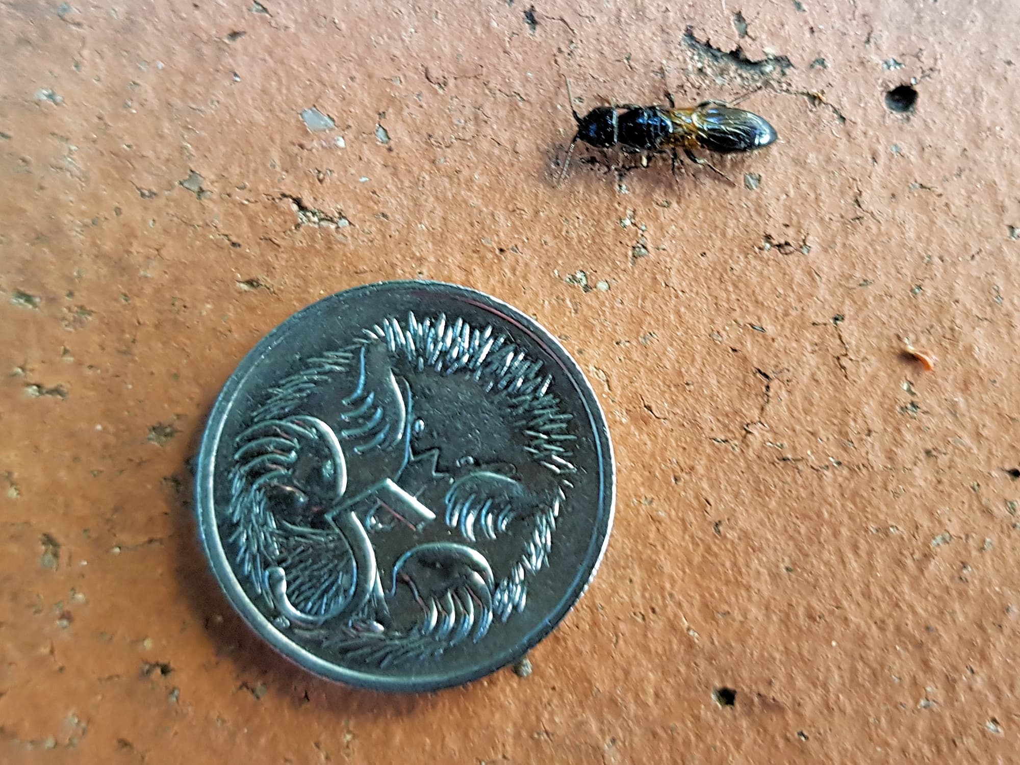 Bethylidae – Ausemade