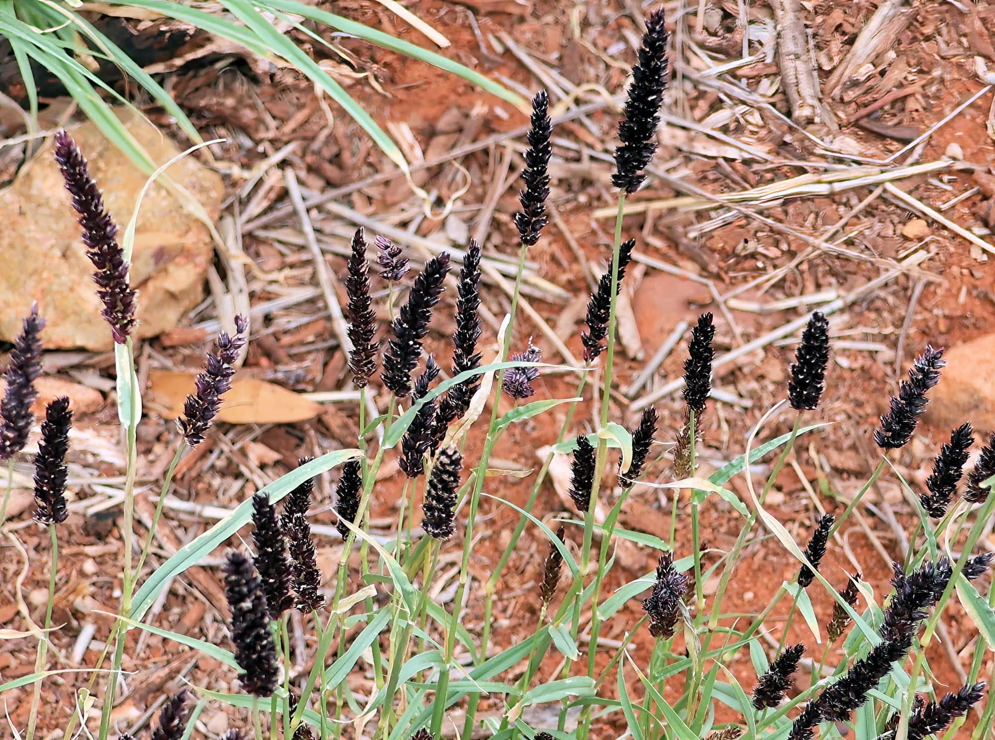 Birdwood Buffel (Cenchrus setiger) – Ausemade