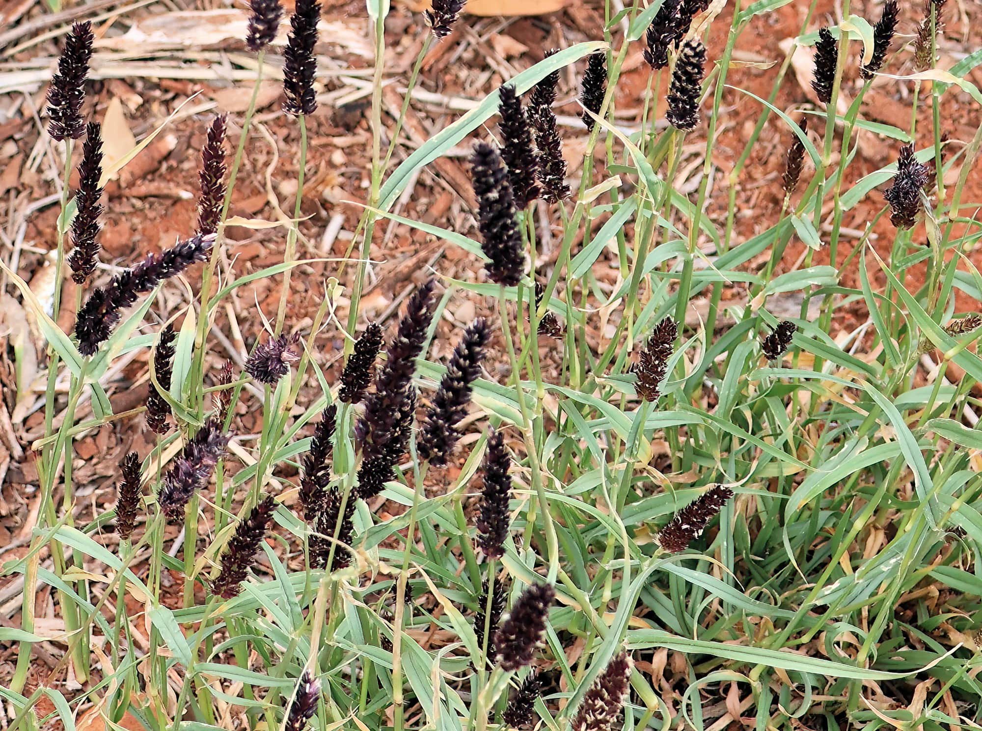 Birdwood Buffel (Cenchrus setiger) – Ausemade