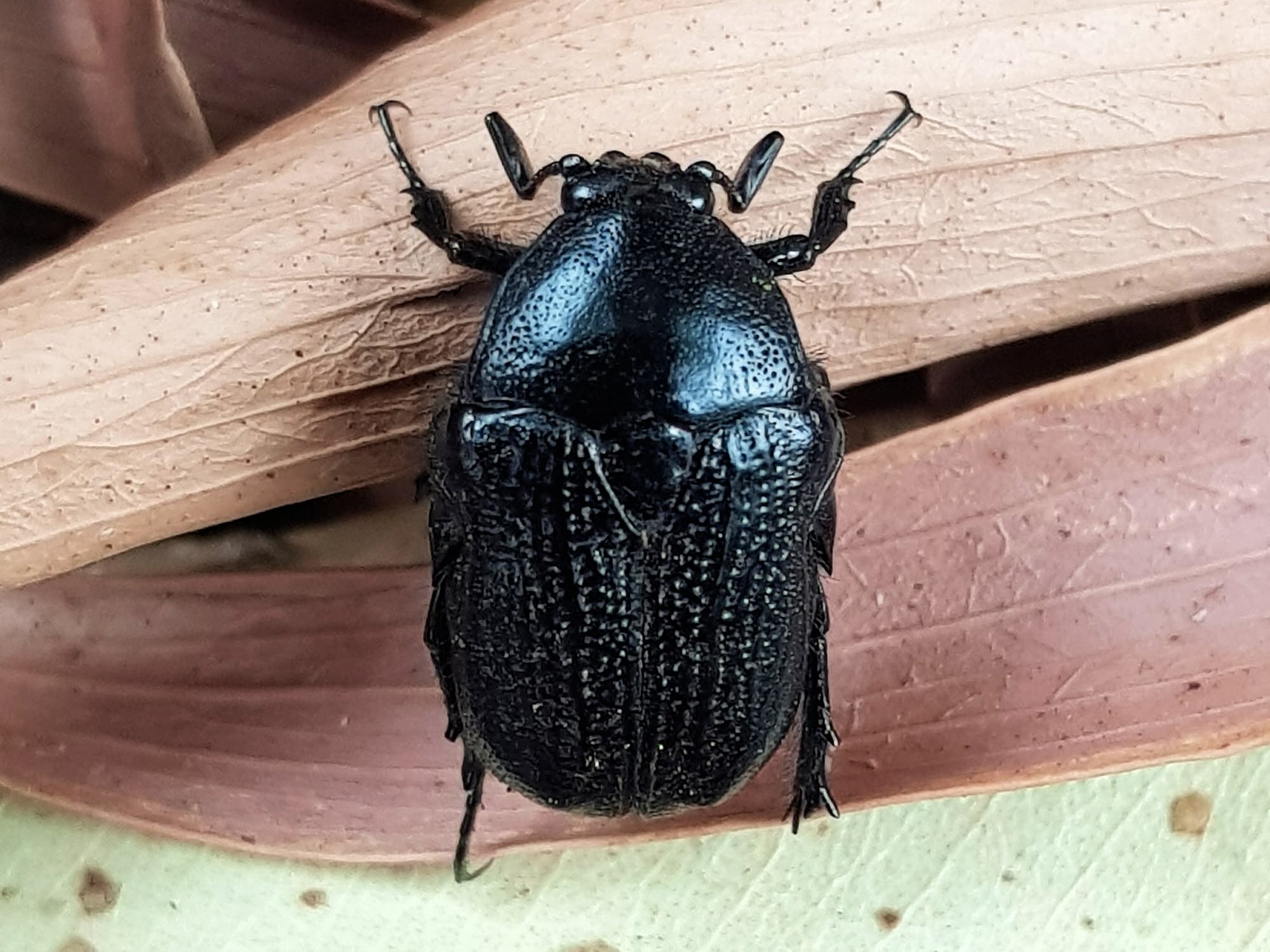 Scarabaeidae – Ausemade