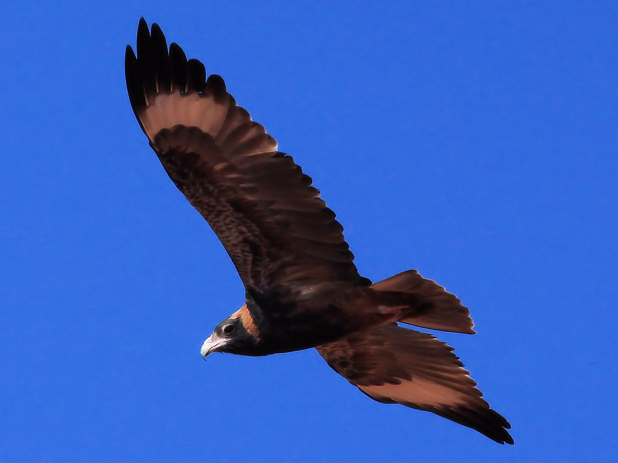 Central Australia Fauna & Flora – Ausemade