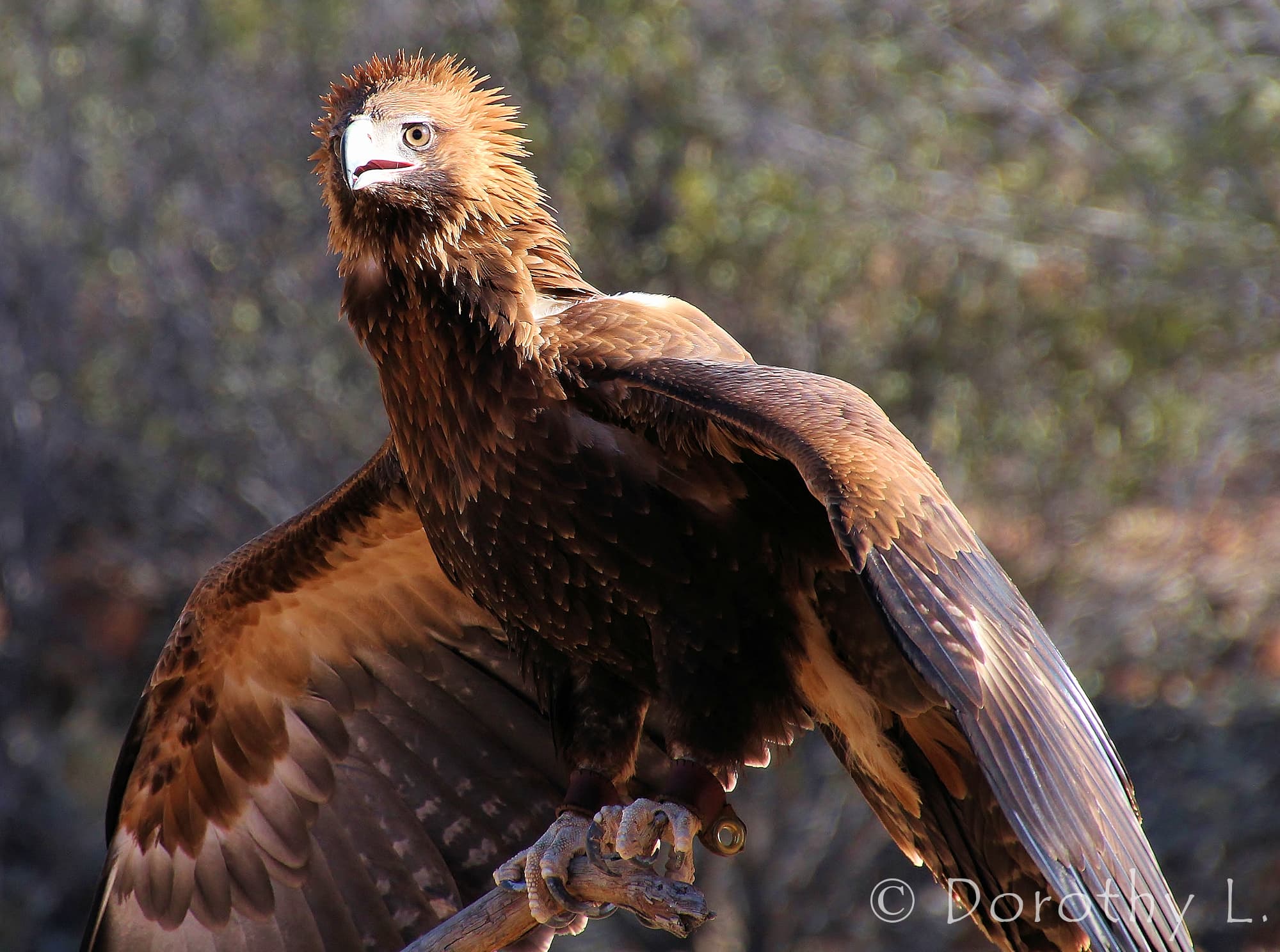 Black-breasted Buzzard – Ausemade