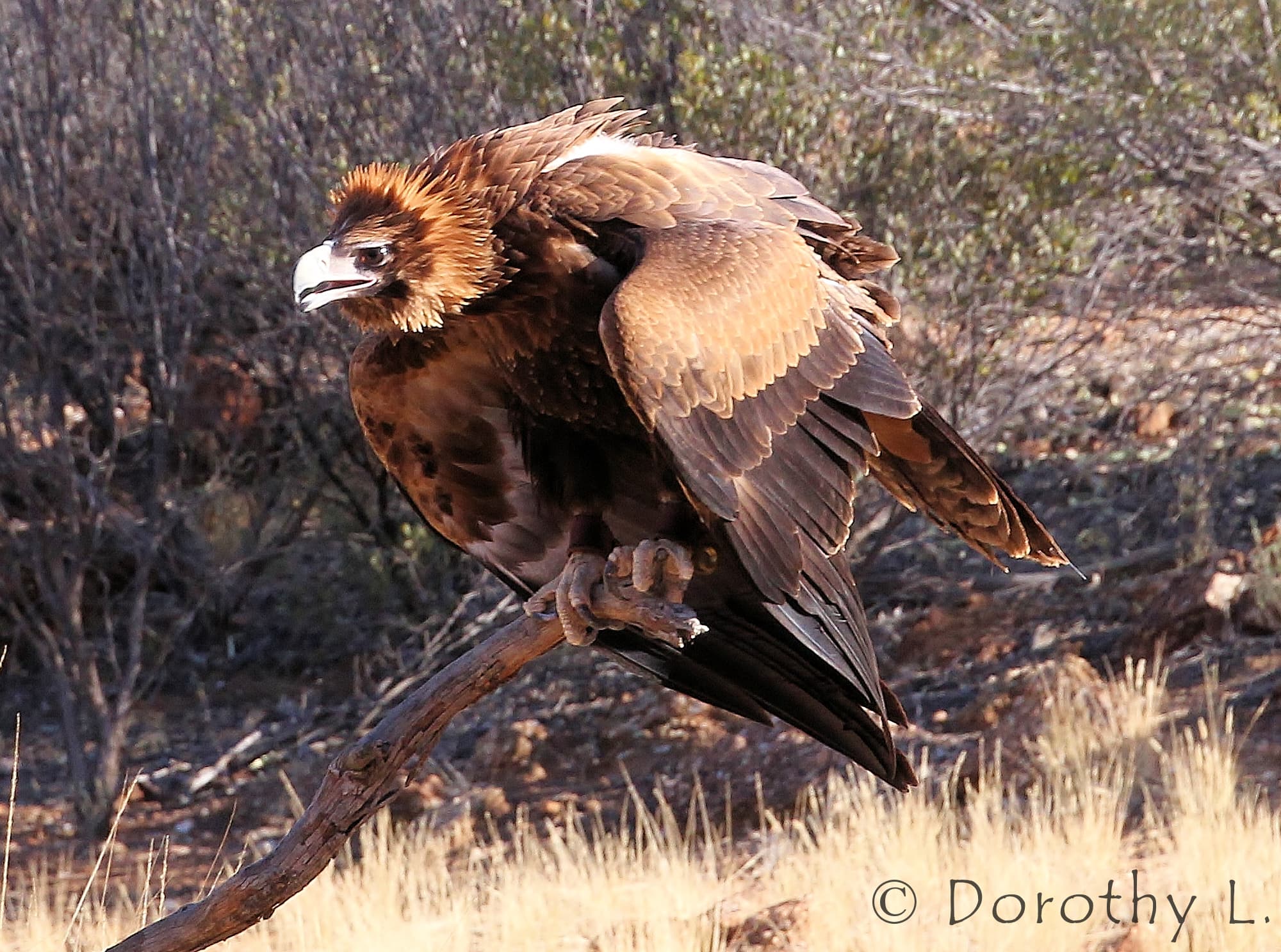 Black-breasted Buzzard – Ausemade
