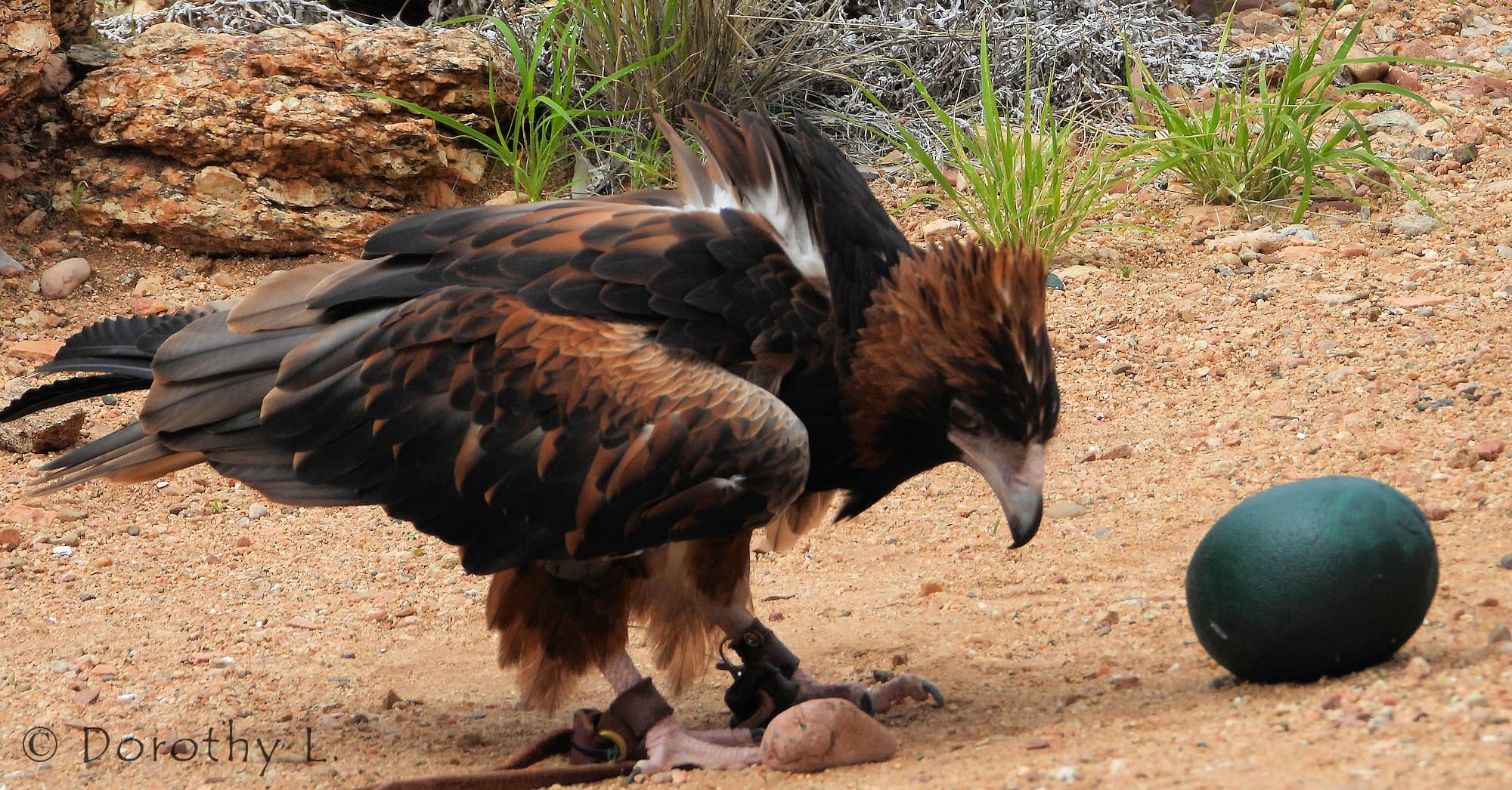Black-breasted Buzzard – Ausemade