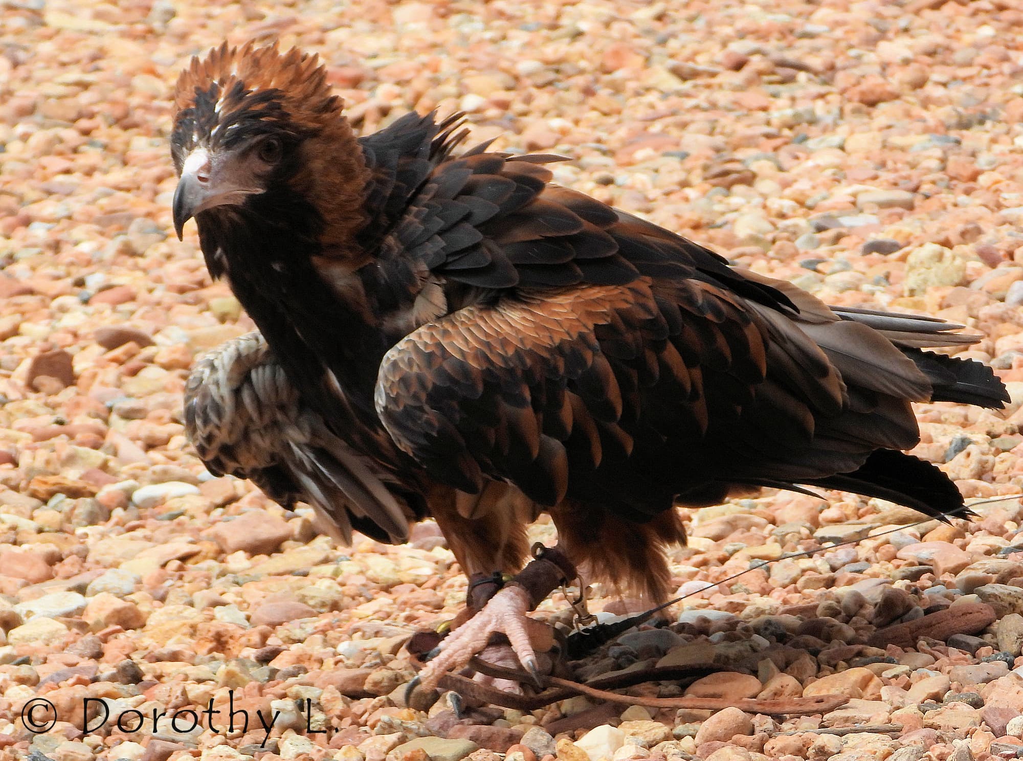 Black-breasted Buzzard – Ausemade