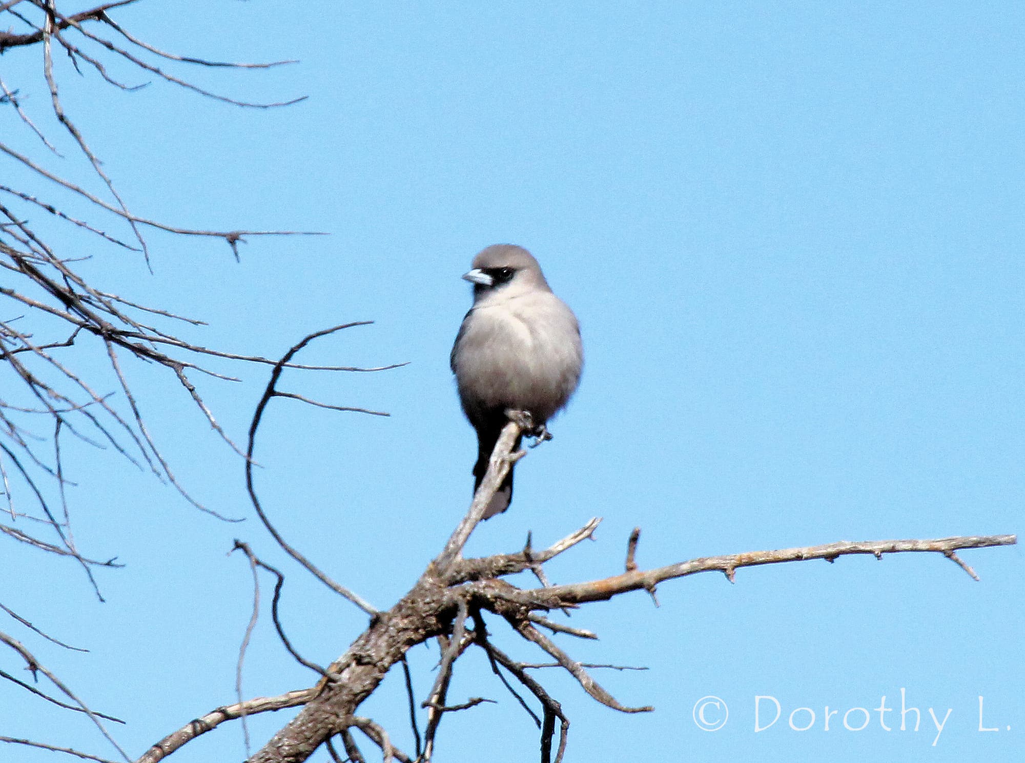 Black-faced Woodswallow – Ausemade