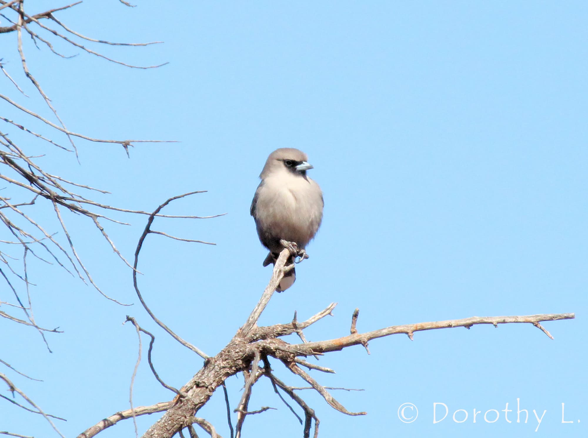 Black-faced Woodswallow – Ausemade