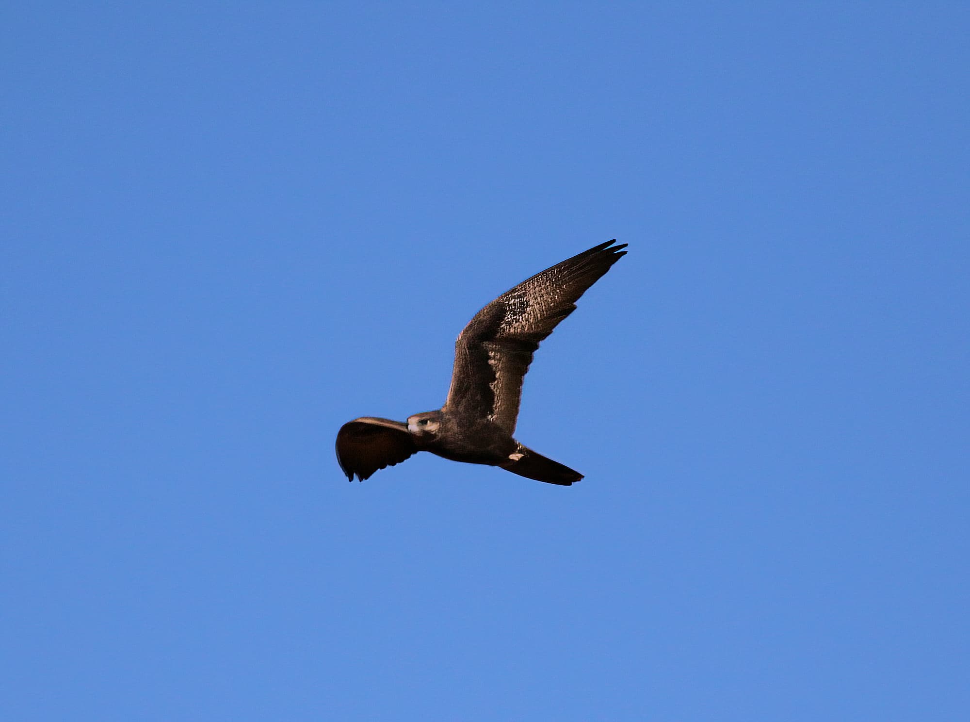 Black Falcon – in flight – Ausemade
