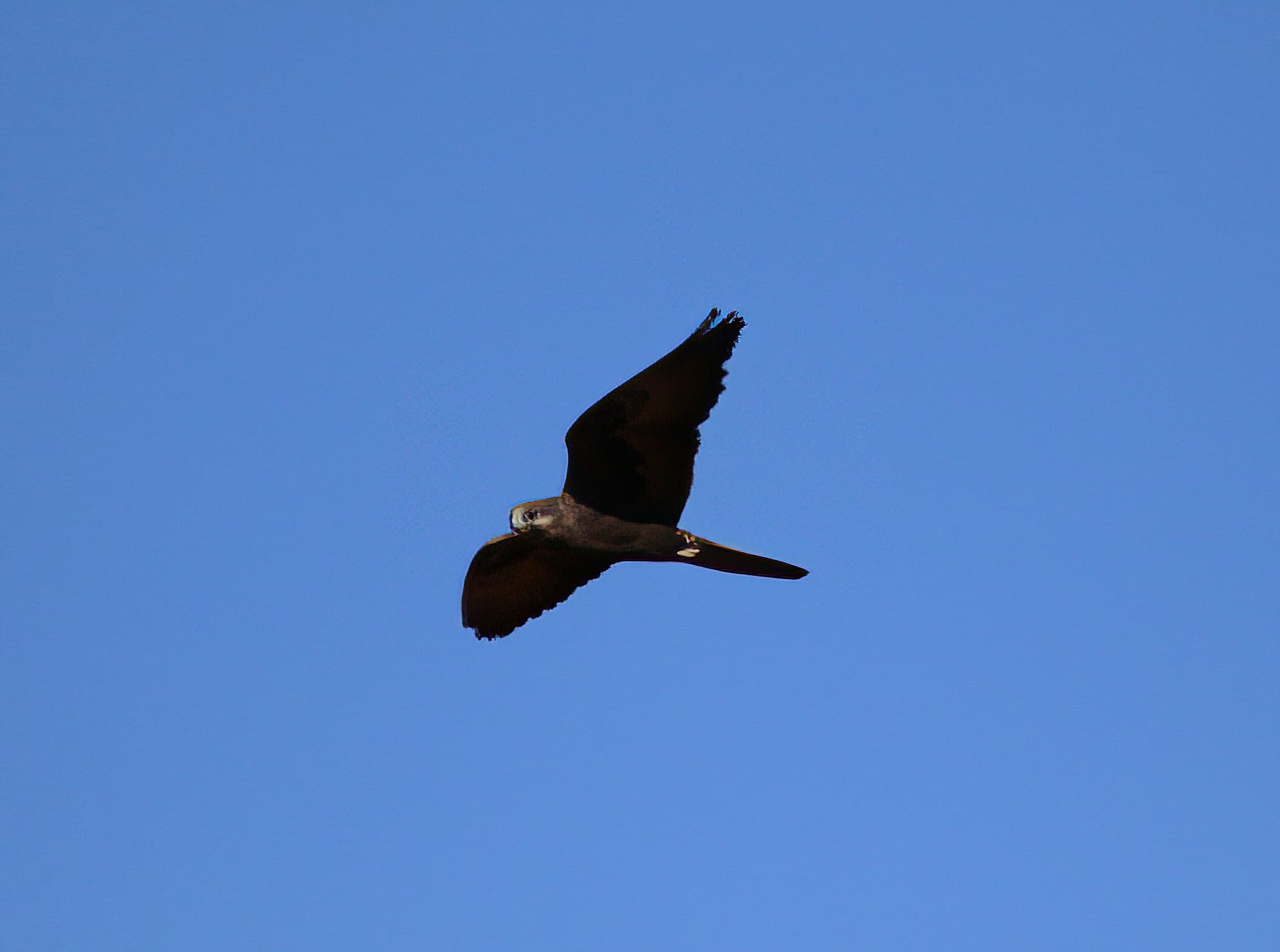 Black Falcon – in flight – Ausemade
