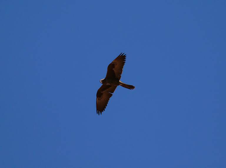 Black Falcon – in flight – Ausemade