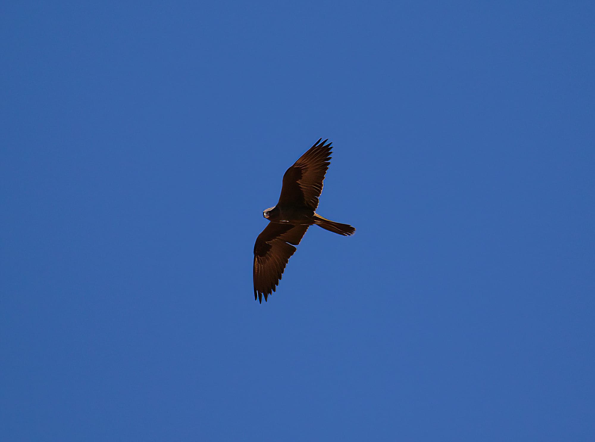 Black Falcon – in flight – Ausemade