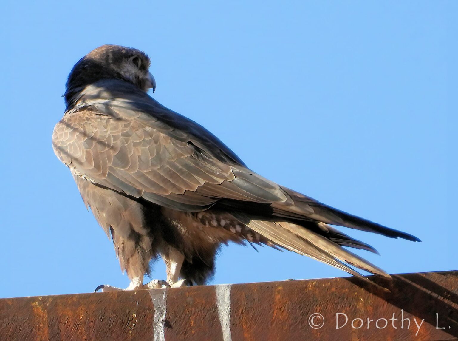 Black Falcon – Ausemade