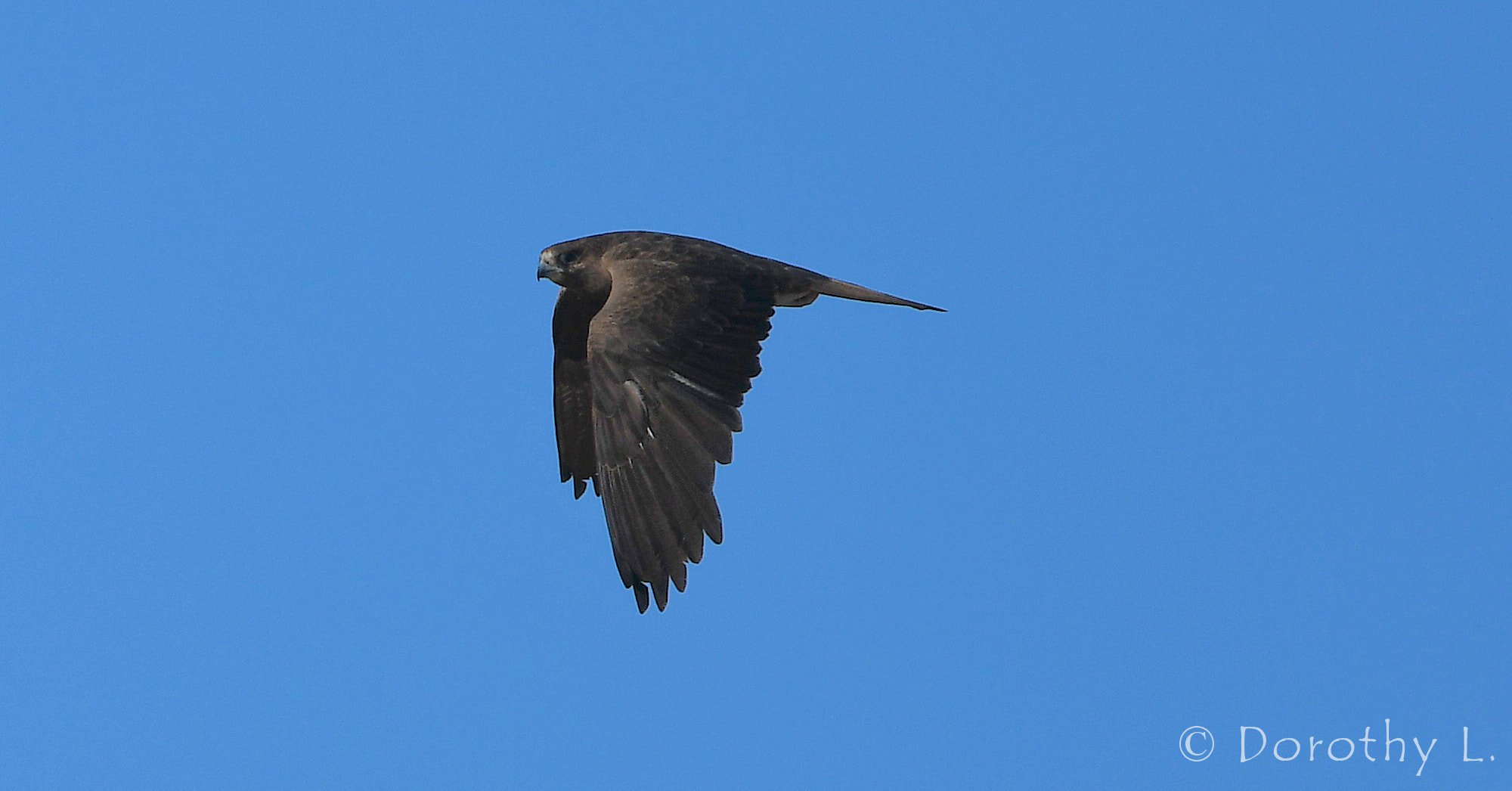 Black Falcon – in flight – Ausemade