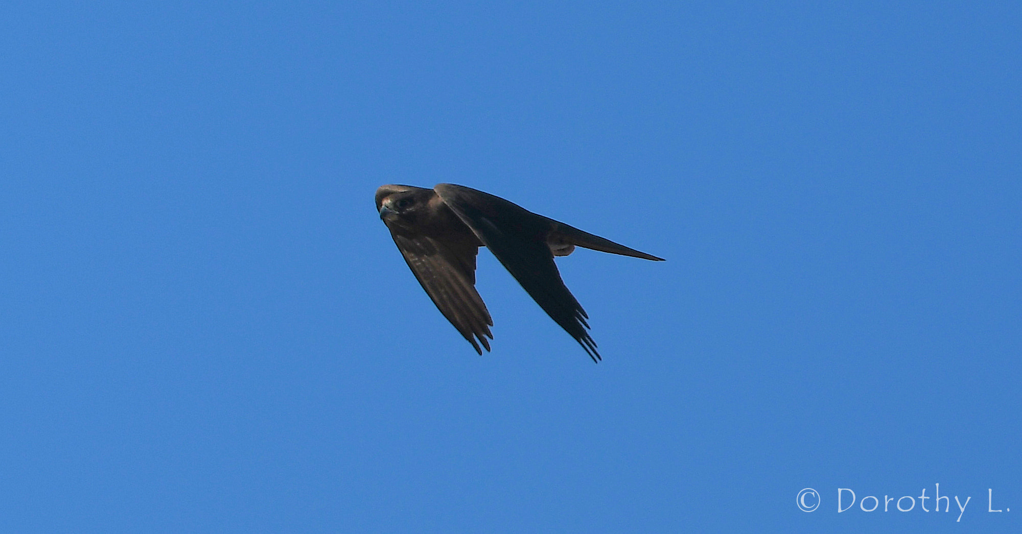 Black Falcon – in flight – Ausemade