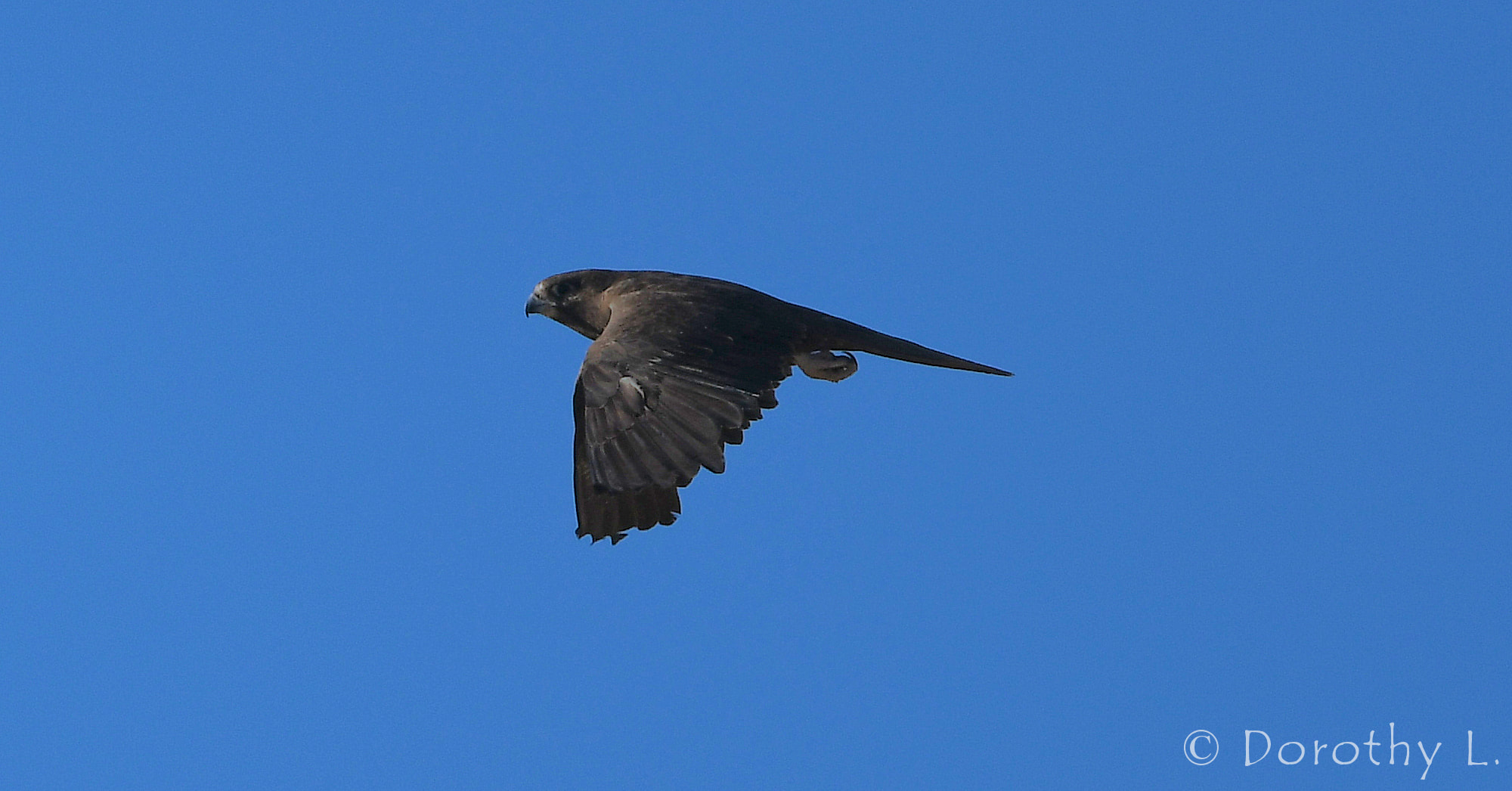 Black Falcon – in flight – Ausemade