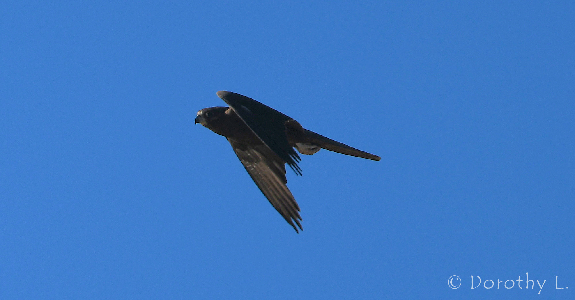 Black Falcon – in flight – Ausemade