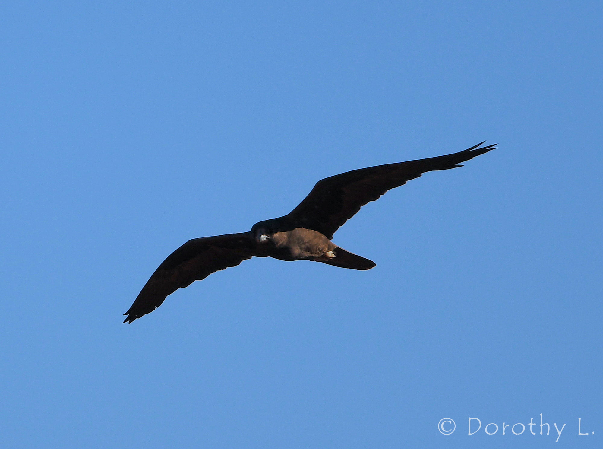 Black Falcon – in flight – Ausemade