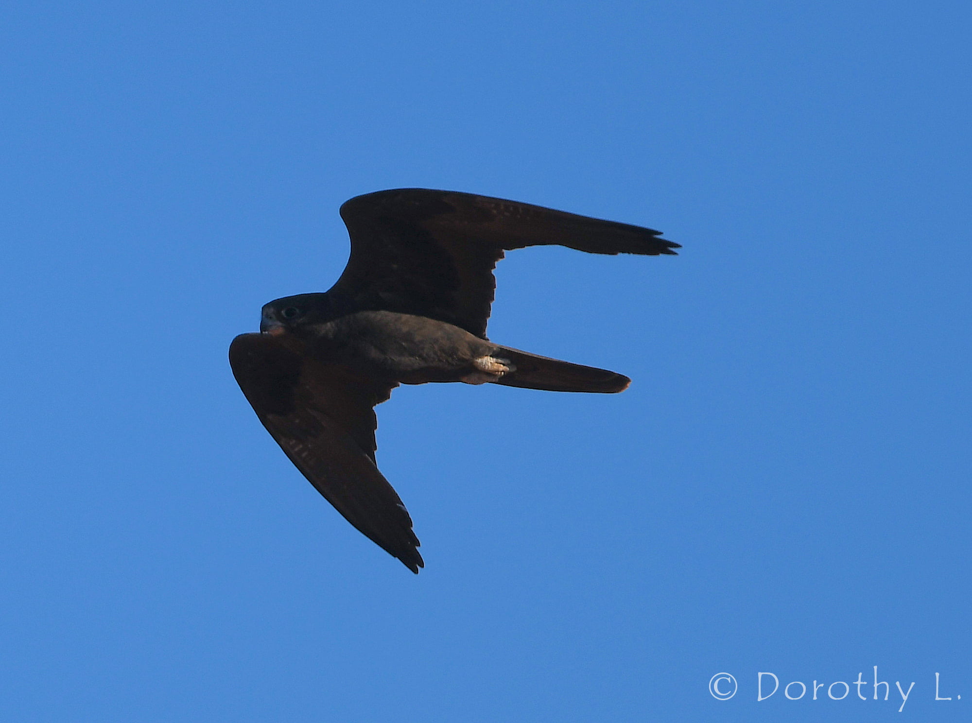Black Falcon – in flight – Ausemade