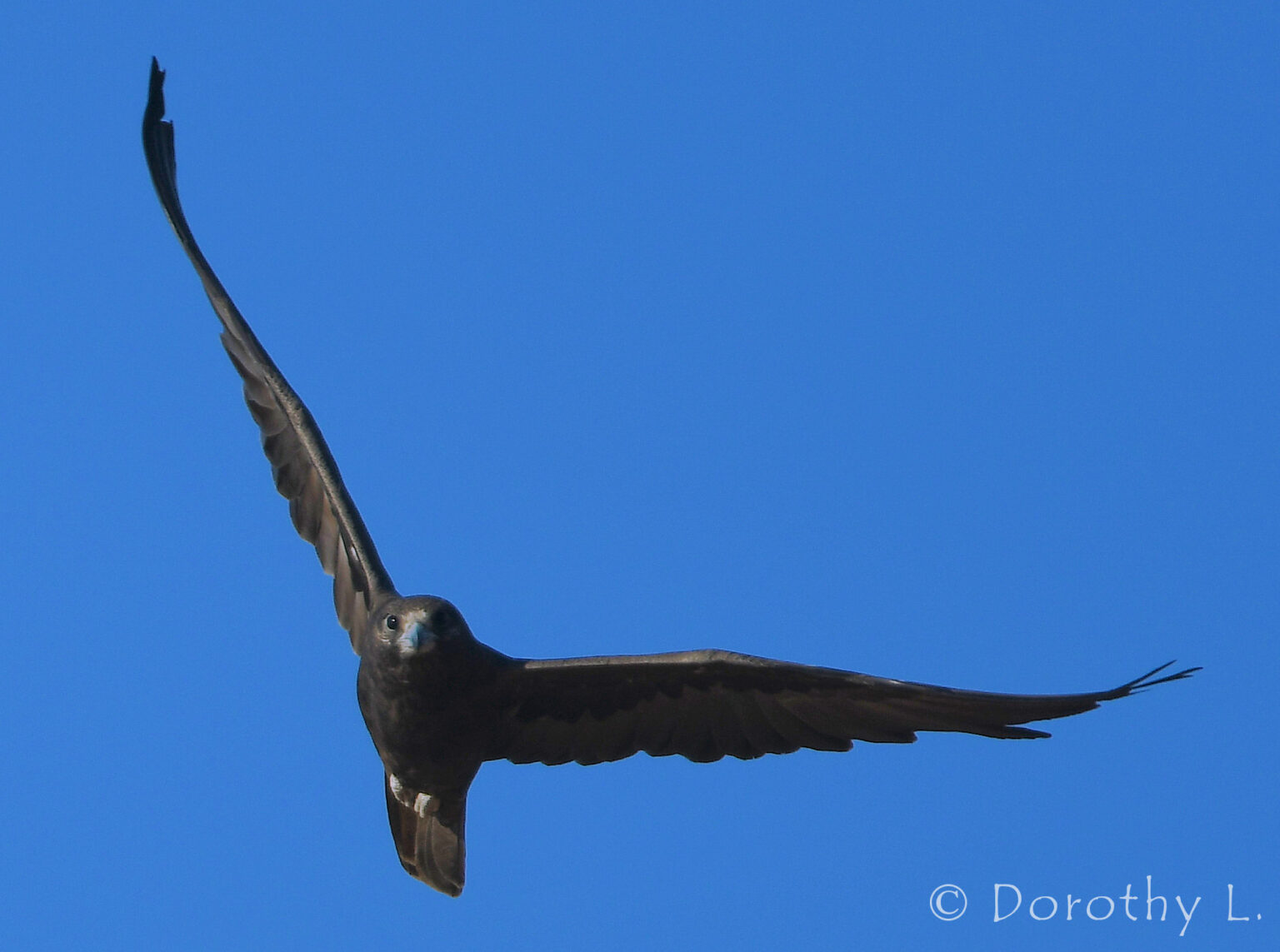Black Falcon – in flight – Ausemade