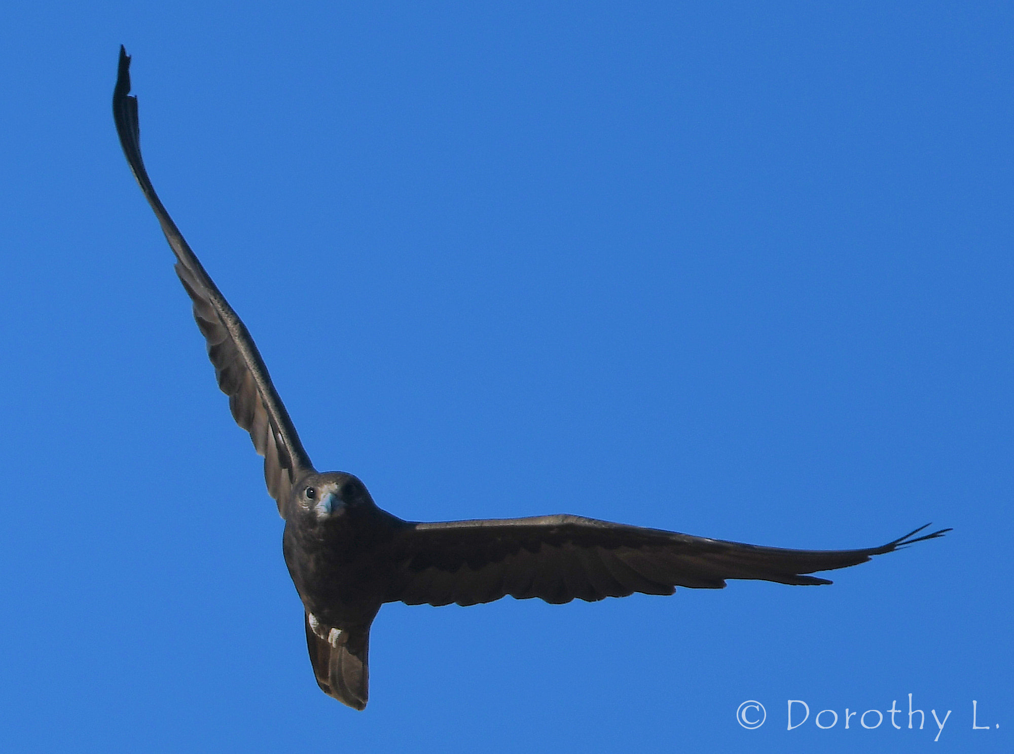 Black Falcon – in flight – Ausemade