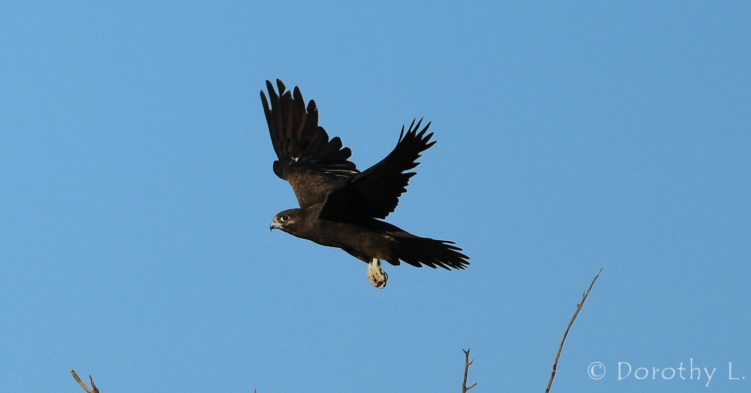 Black Falcon – Ausemade