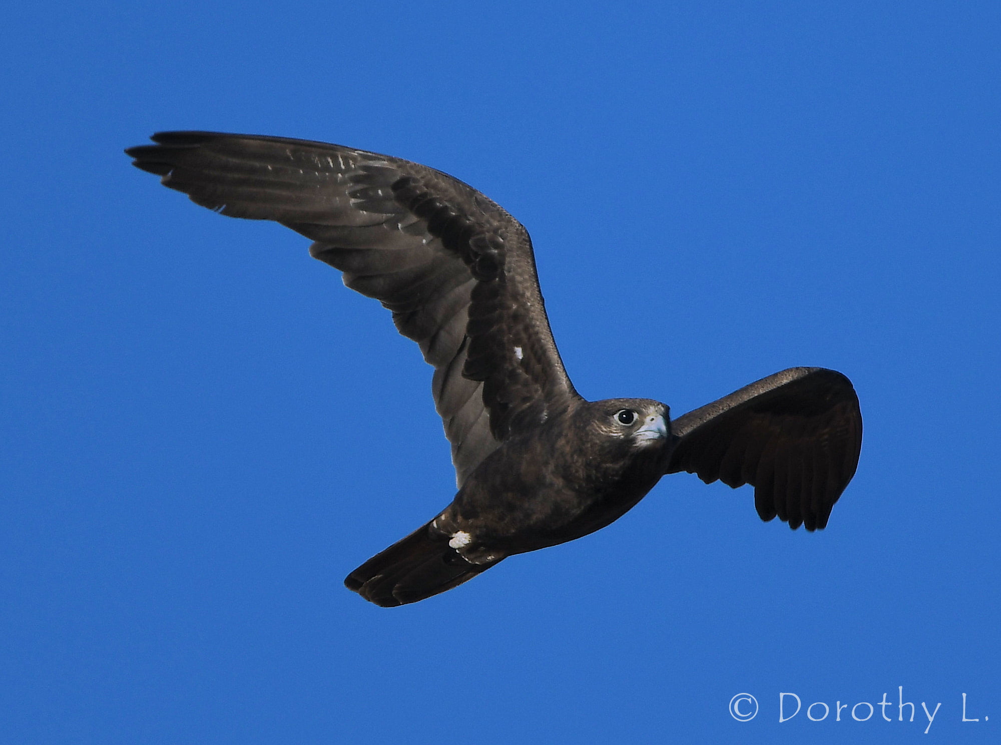 Black Falcon – in flight – Ausemade