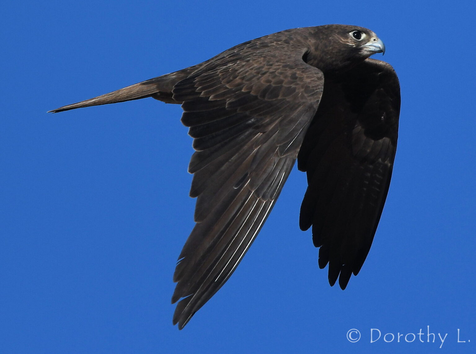 Black Falcon – in flight – Ausemade
