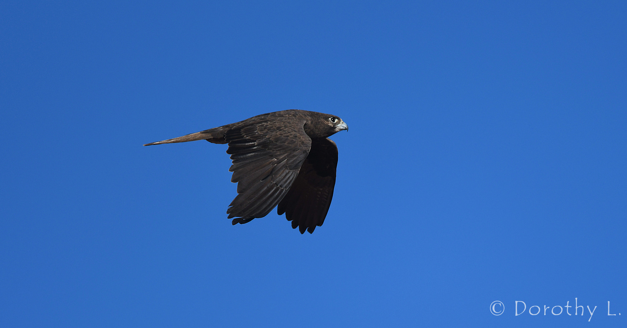 Black Falcon – in flight – Ausemade