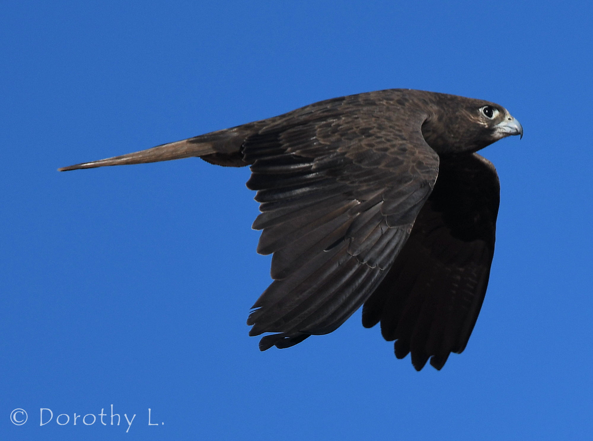 Black Falcon – Ausemade