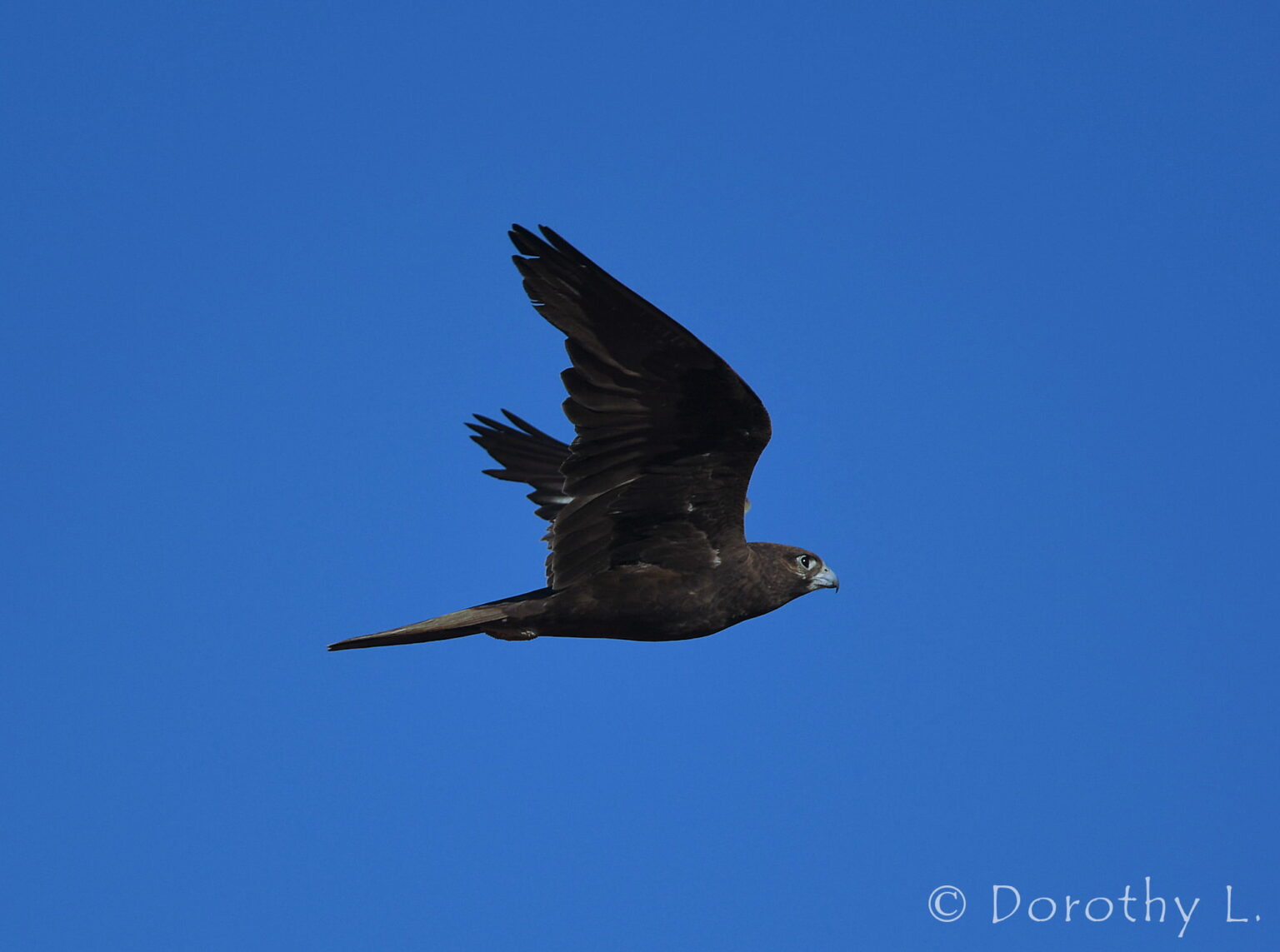 Black Falcon – in flight – Ausemade