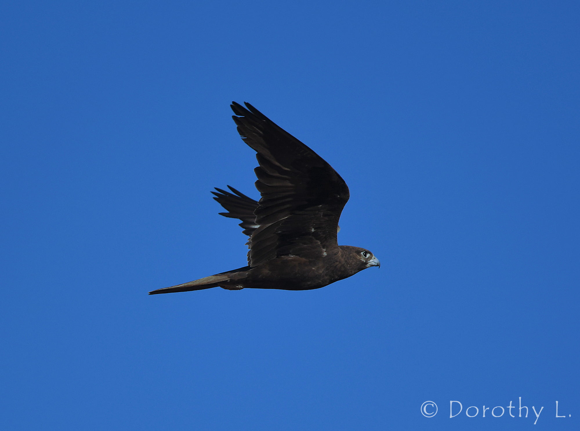 Black Falcon – in flight – Ausemade