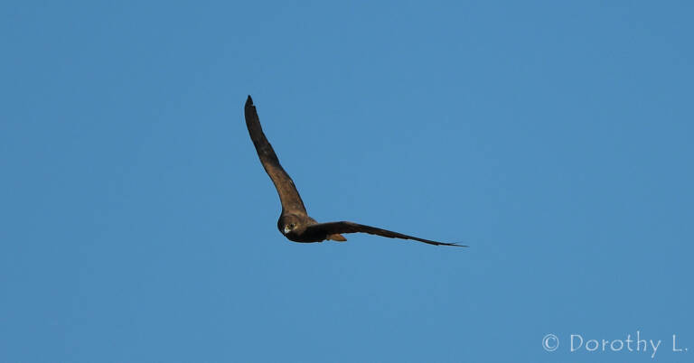 Black Falcon – Ausemade