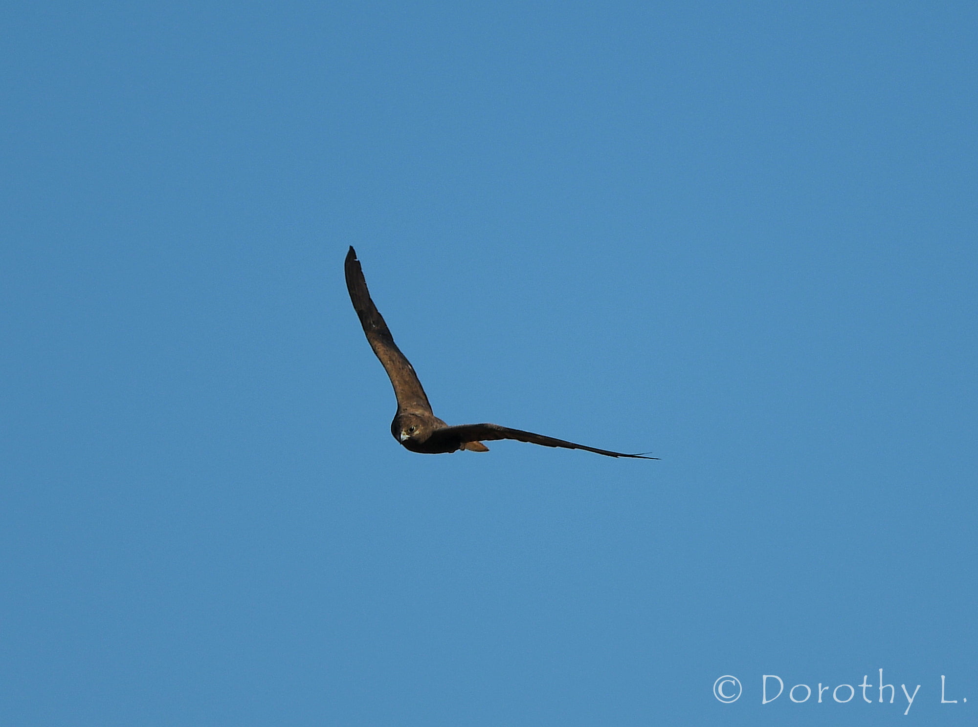 Black Falcon – Ausemade