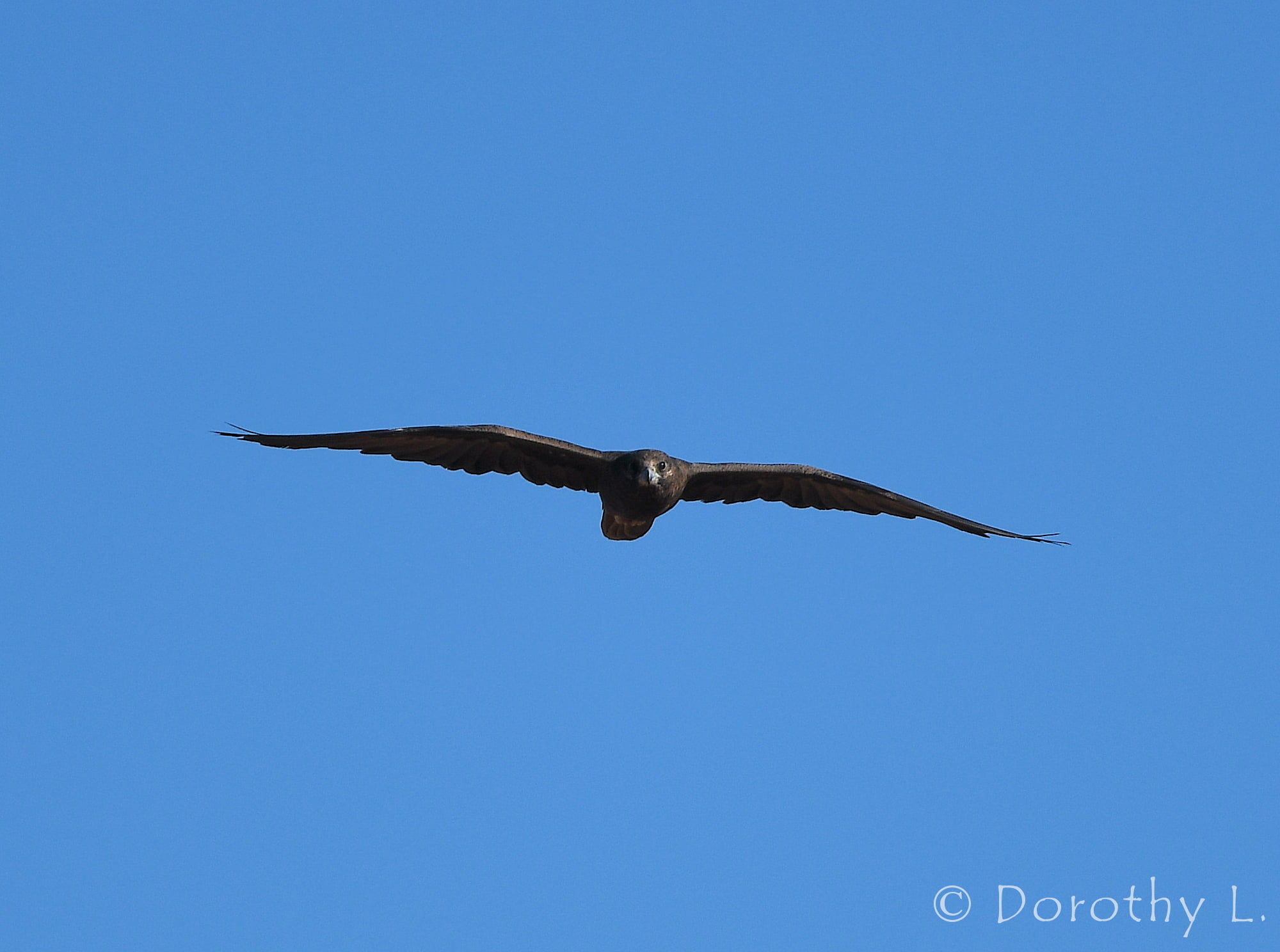 Black Falcon – Ausemade