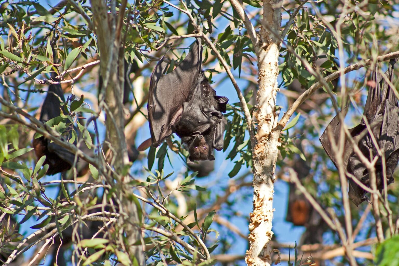 Black Flying-Fox (Pteropus alecto) – Ausemade