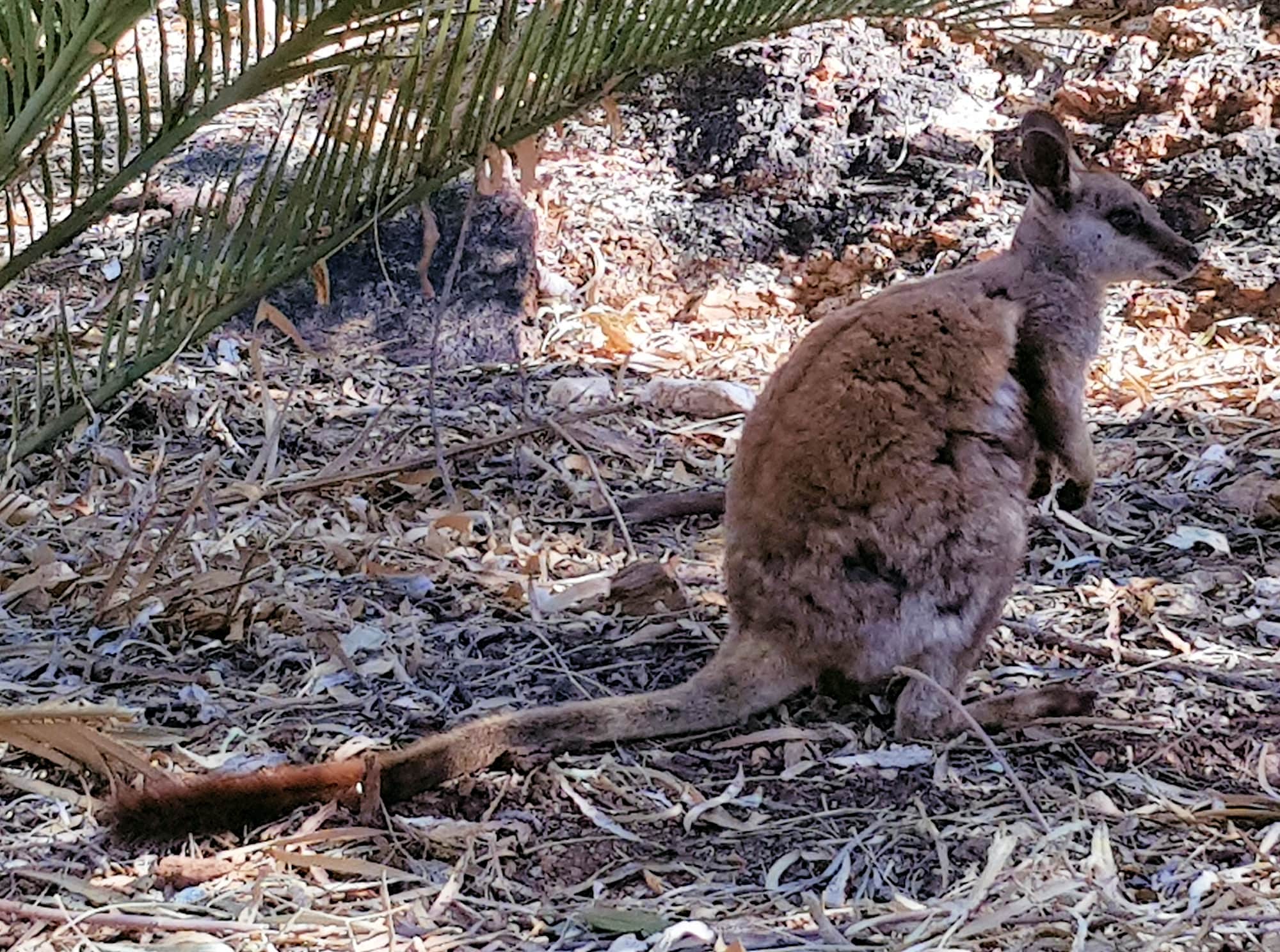 Black-footed Rock Wallaby – Ausemade